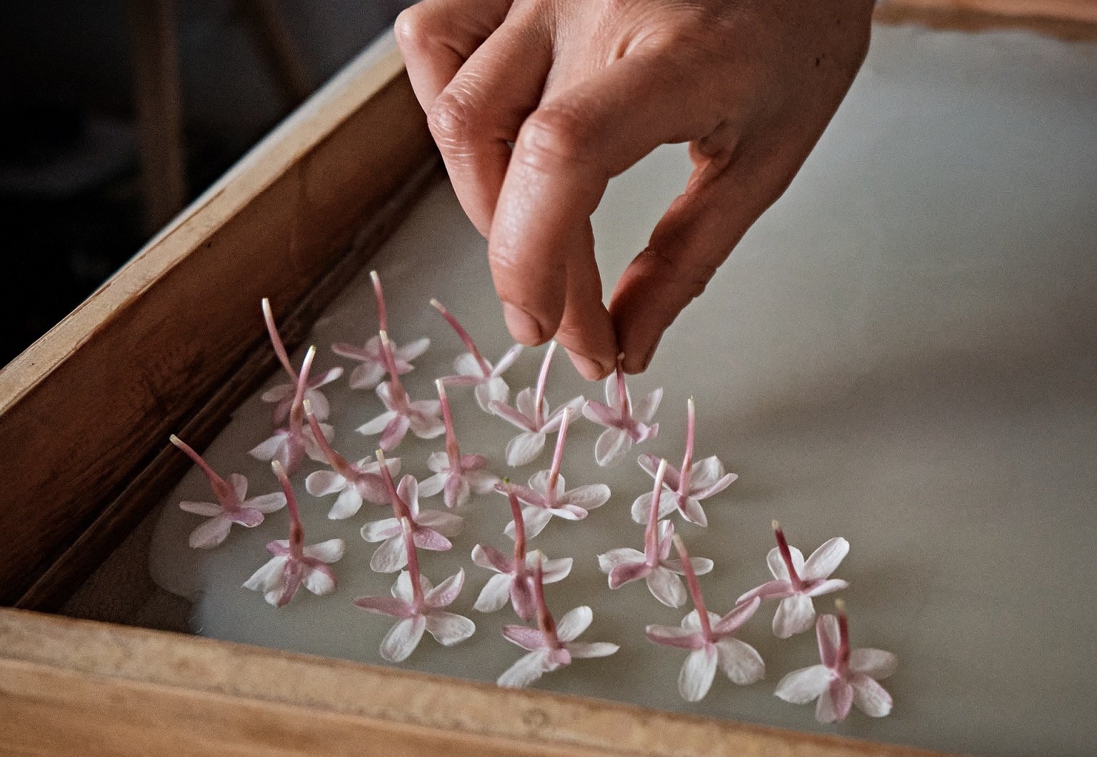 Extraction by volatile solvents ( الاستخلاص بالمذيبات المتطايرة ...